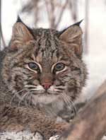 NH Fish and Wildlife - Nature